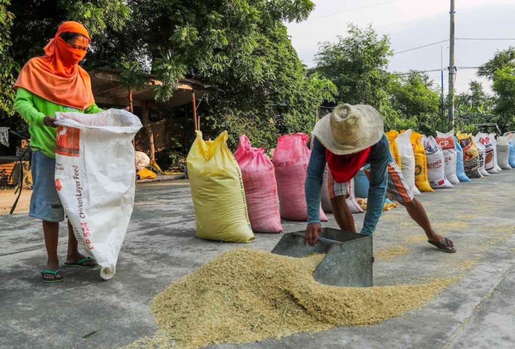 Stable ‘palay’ harvest seen so far despite El Niño – DA