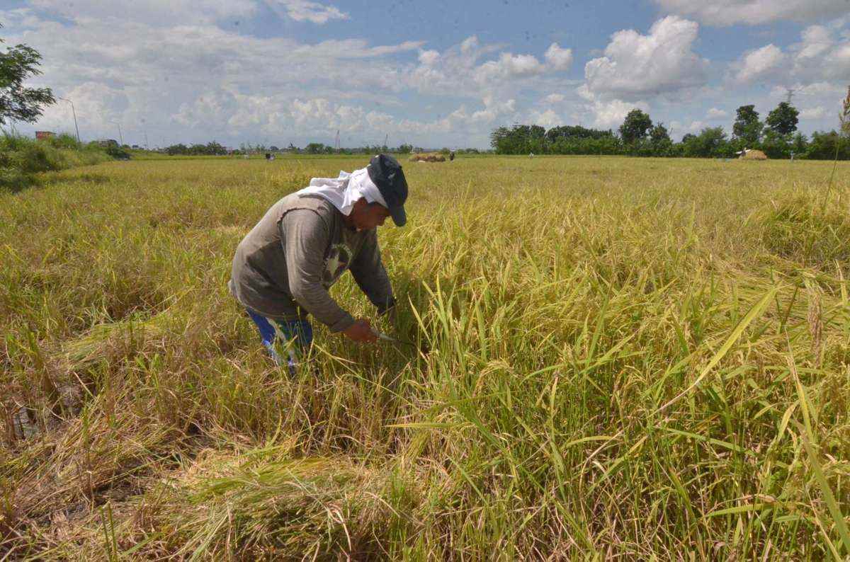 Drop in ‘palay’ prices feared amid NFA controversy