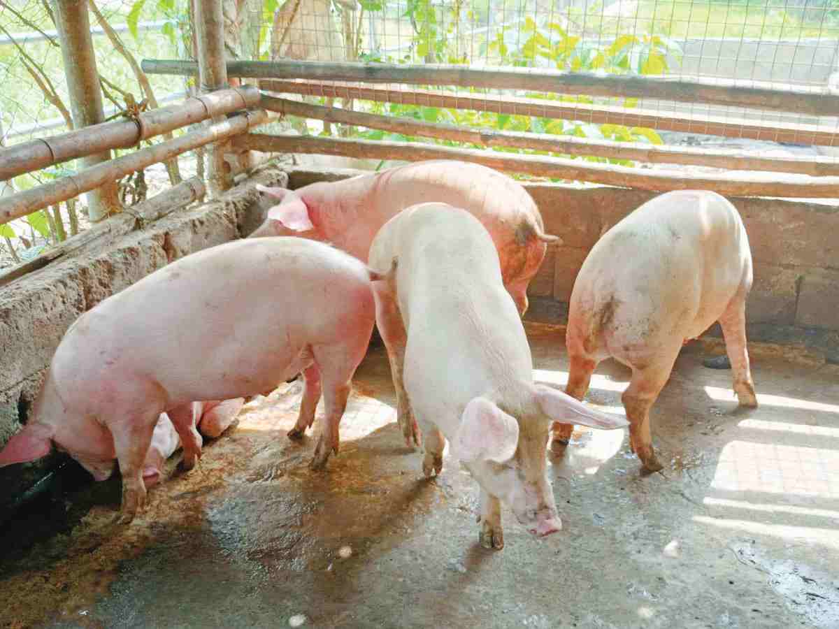 Six WV LGUs ready for hog repopulation