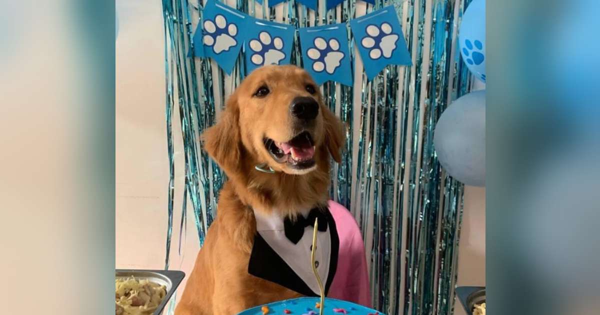 KMJS team denies claims they justified dog Killua’s killing