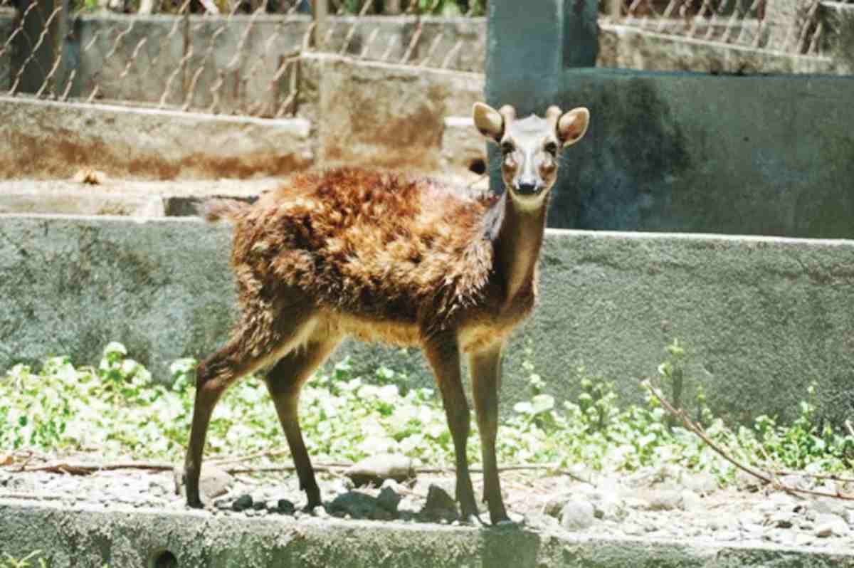 Into the Wild: The Unique Flora and Fauna of Western Visayas