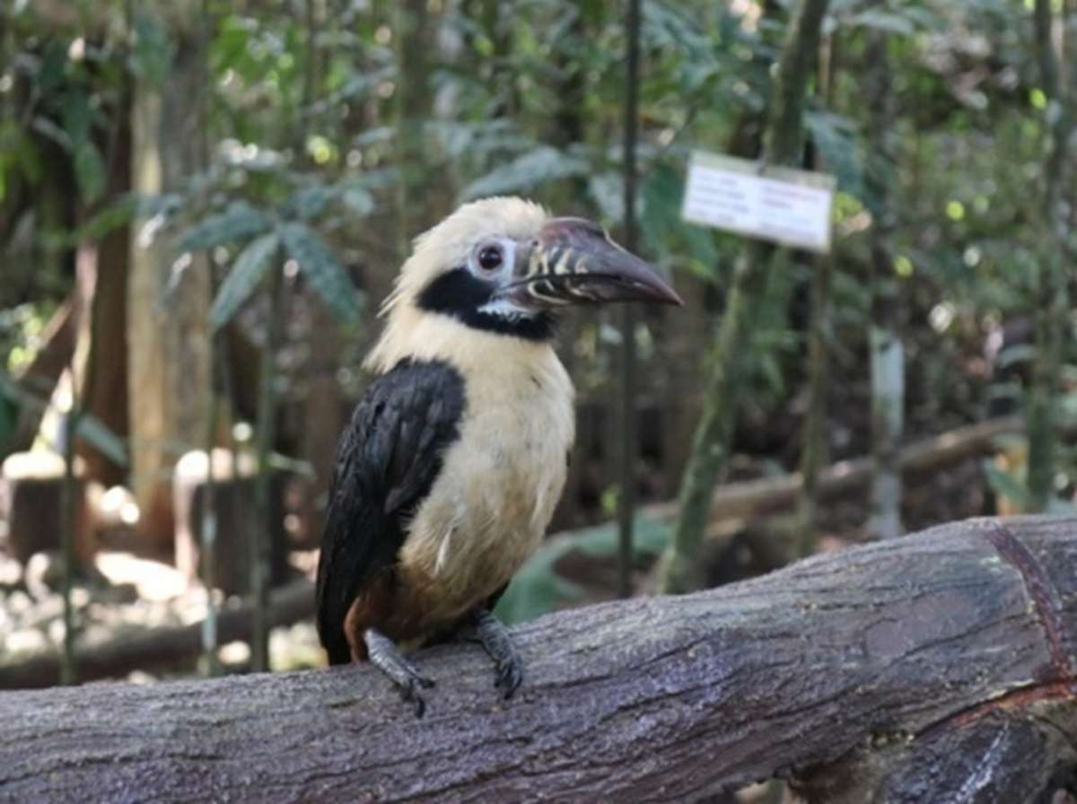 Into the Wild: The Unique Flora and Fauna of Western Visayas