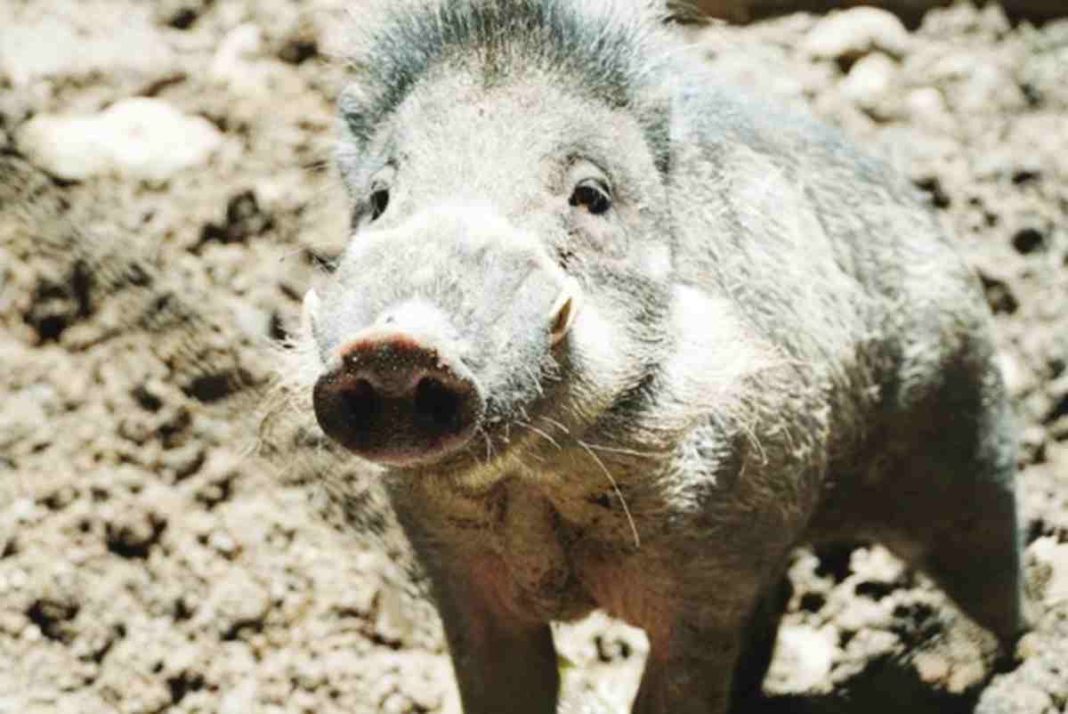 Into the Wild: The Unique Flora and Fauna of Western Visayas