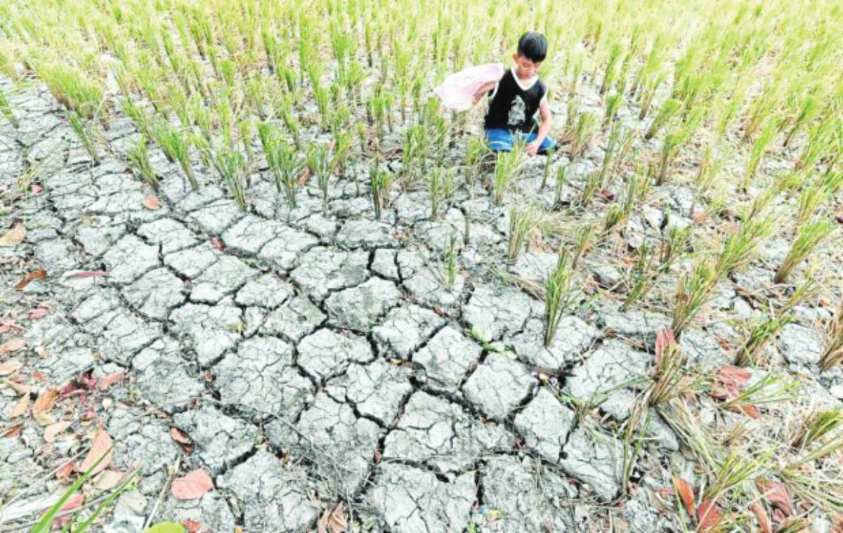 Crop damage in NegOcc exceeds P97M