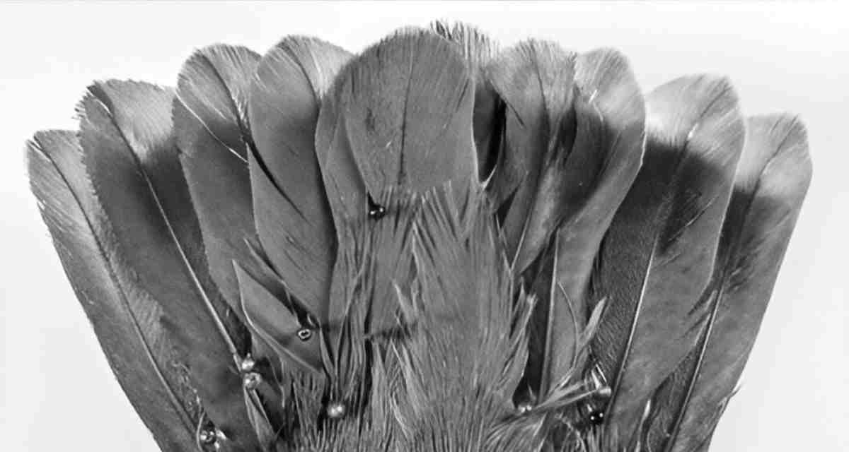 A Filipino fruit dove reveals its secrets