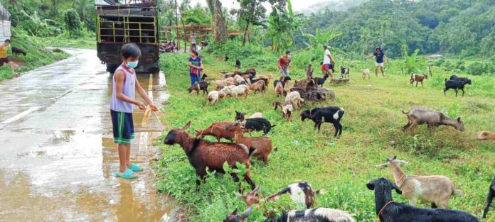99.58% of livestock in Guimaras comes from smallholder farms