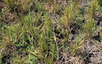 El Niño agri damage in NegOcc breaches P173.6M