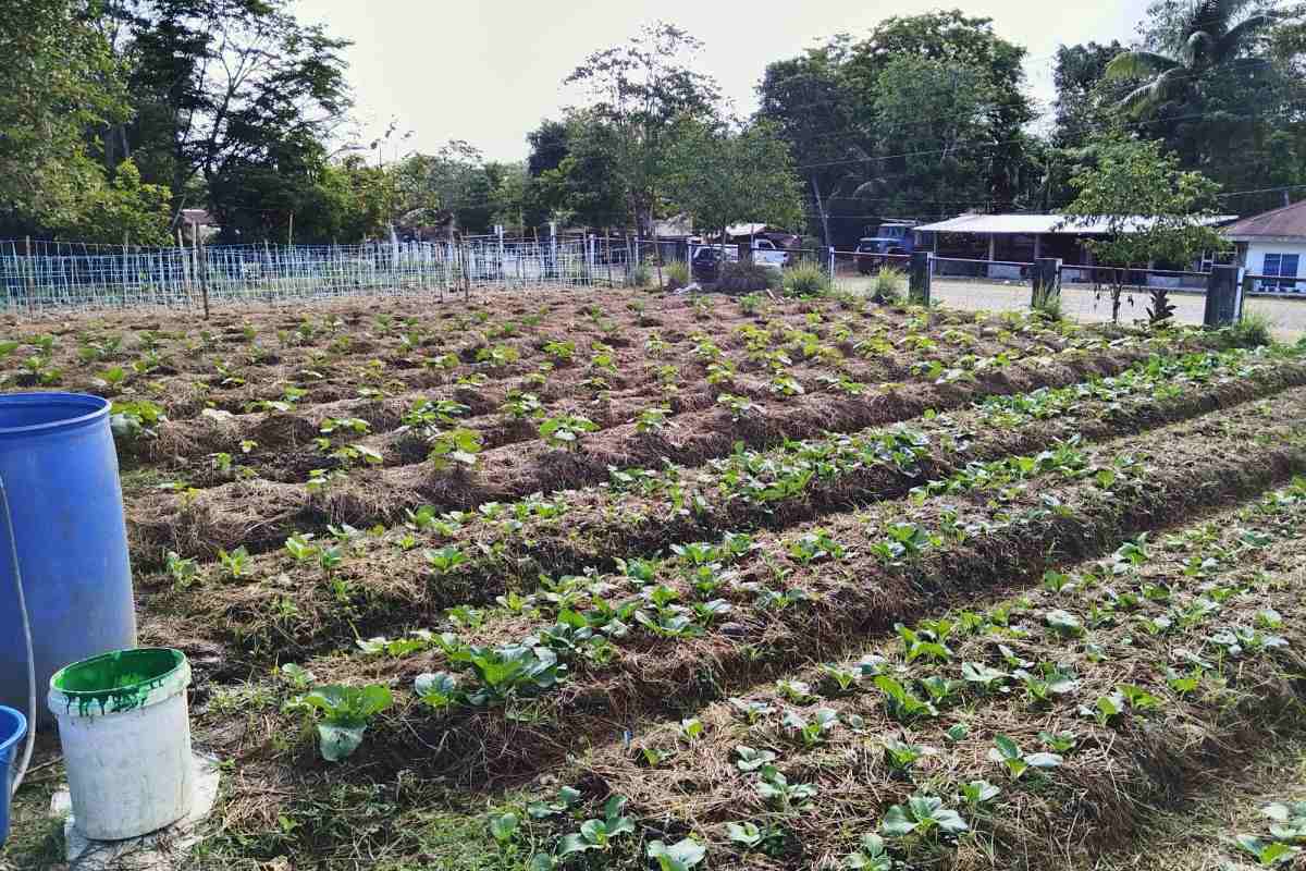 Capiz town brings back organic farming
