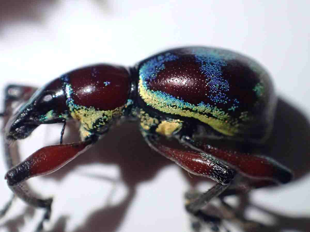 Weevils, thought to be extinct, found in Negros rainforest