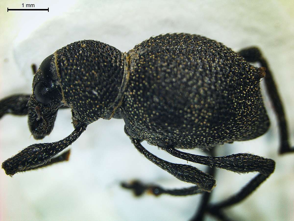 Weevils, thought to be extinct, found in Negros rainforest