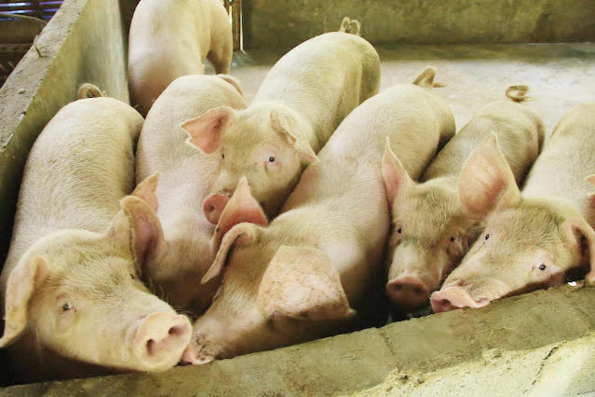 DA-6 urges hog raisers to report suspected ASF cases