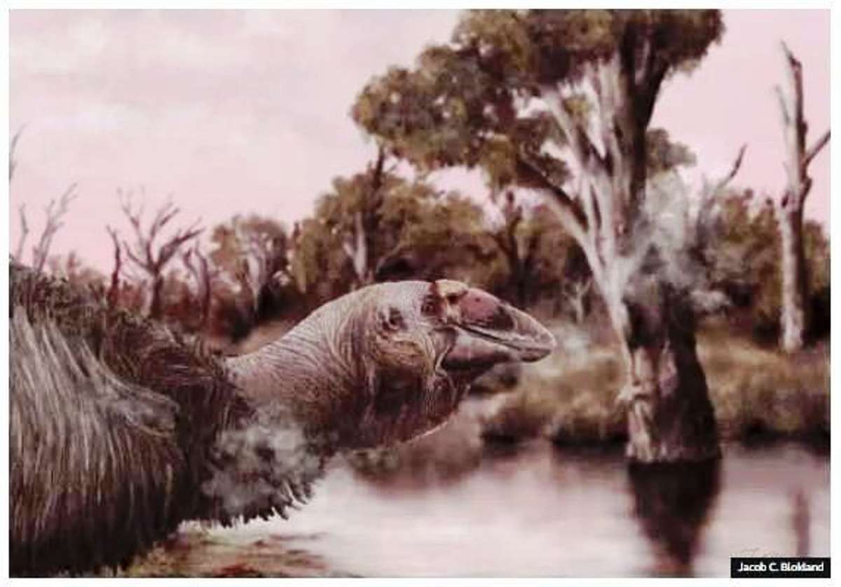 Prehistoric giant goose skull found in Australia