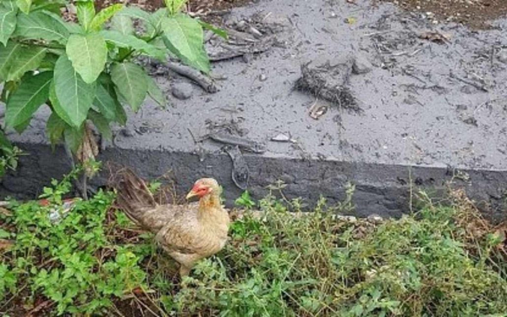 NegOcc poultry worst-hit by Kanlaon Volcano eruption