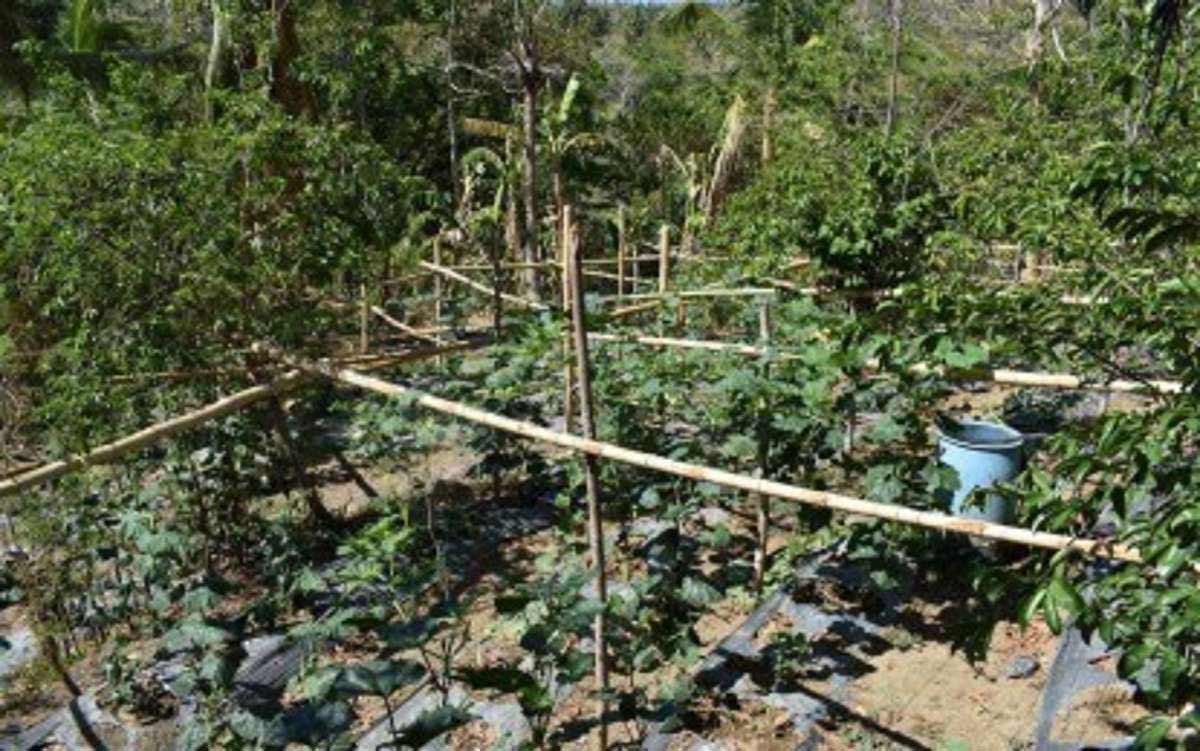 Antique readies 5K indigenous seedlings for tree growing