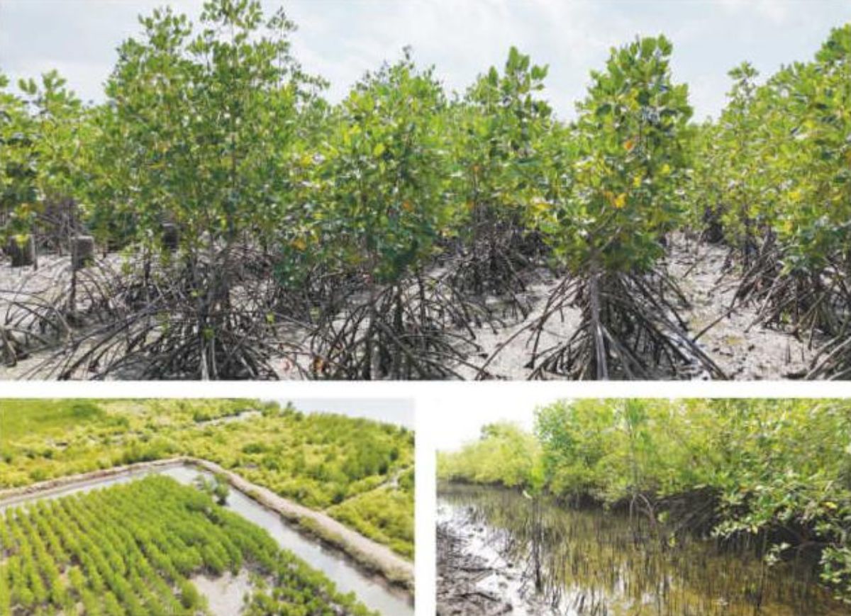 PROTECTING MANGROVE ECOSYSTEMS FOR COASTAL COMMUNITIES: Conservation ...