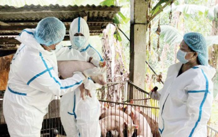 440,000 doses ASF vaccines expected to arrive in October