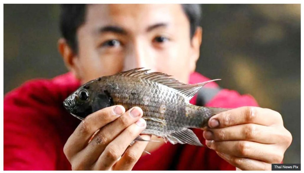 Thailand wages war against 'alien' tilapia fish