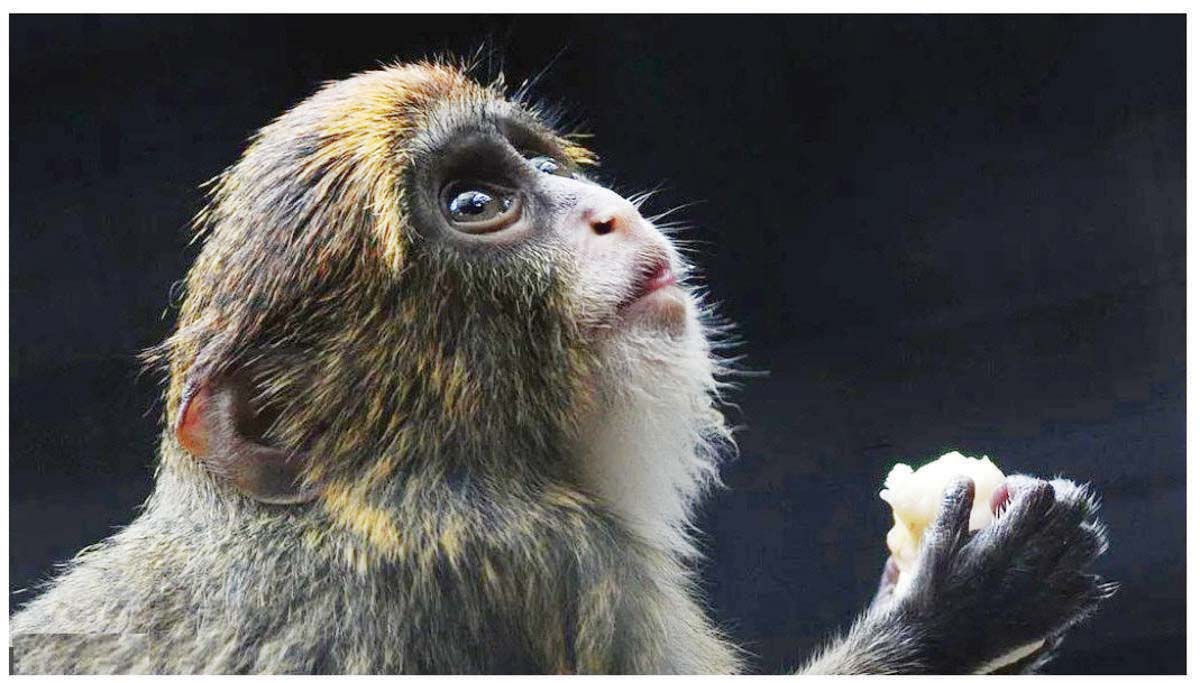 12th monkey dies in HK zoo amid bacterial outbreak