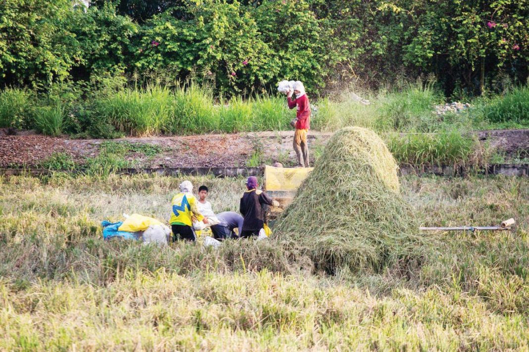 NFA to start accepting palay in farmer sacks to save costs, time