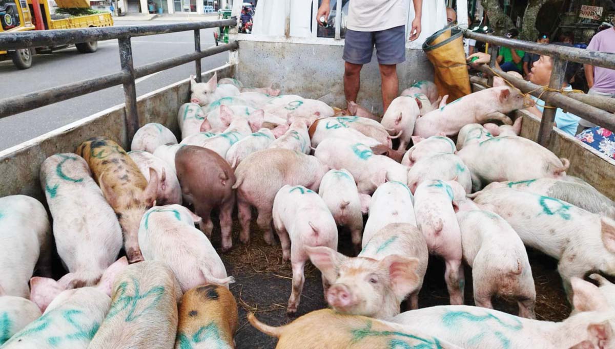 Iloilo’s road to ASF recovery starts