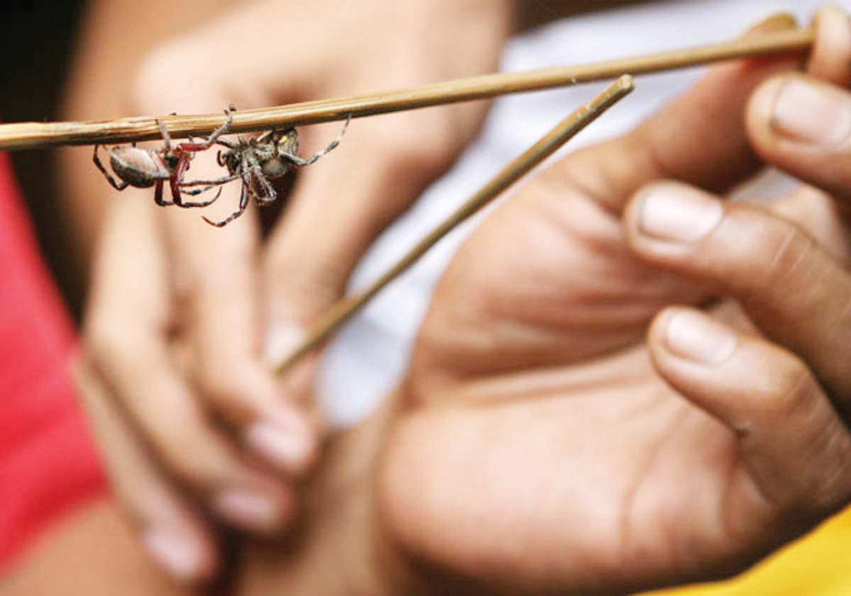 PRO-6 intensifies drive against spider derbies