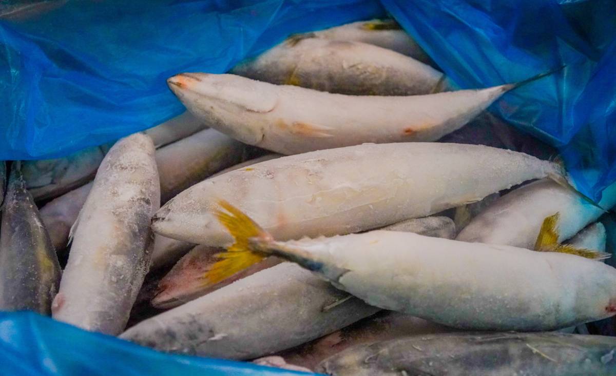 DA to Customs: ‘Release 580 MT of seized frozen fish to DSWD’