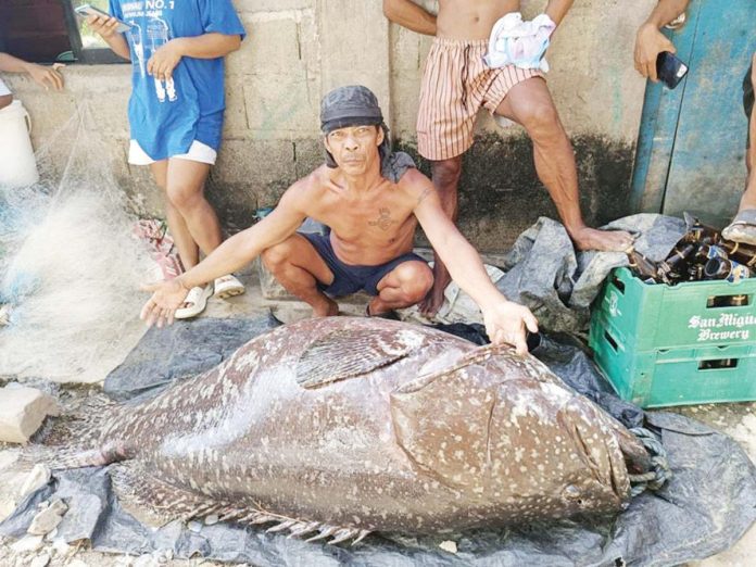 136-kilo giant grouper caught off Libertad coast