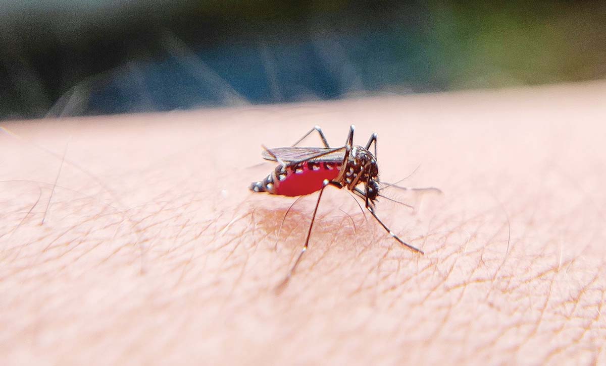 Iloilo records 23 dengue cases in first ‘morbidity week’ of 2025