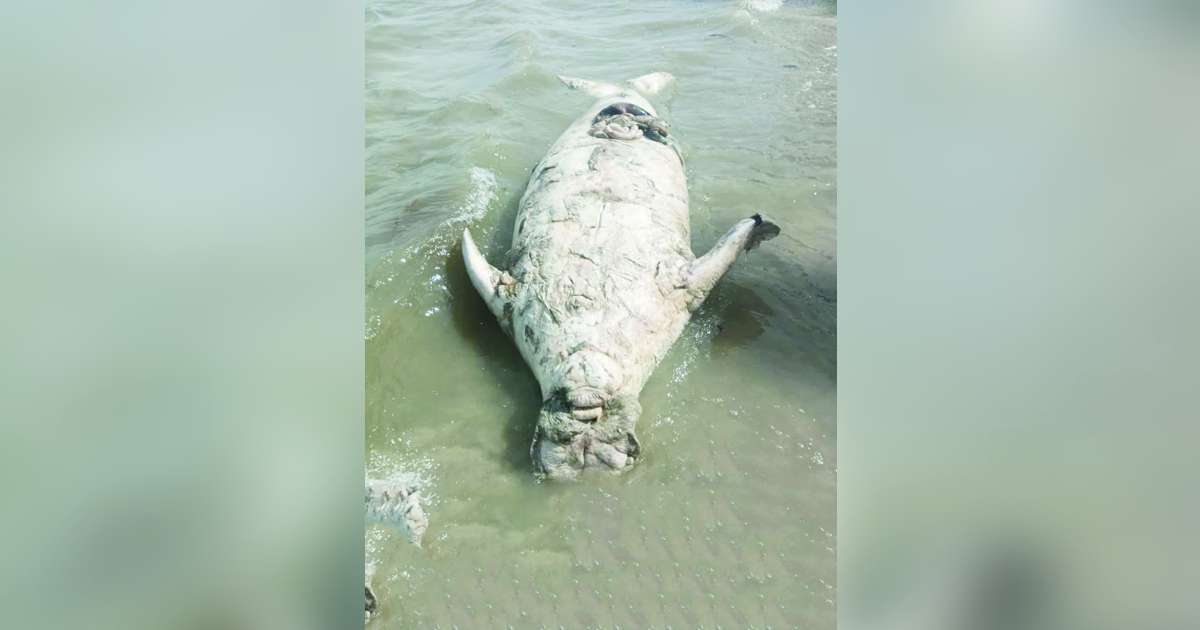 Dead sea cow washed ashore in Guimaras
