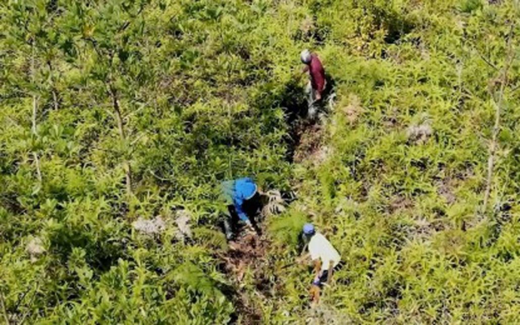 Western Visayas’ forest cover improves