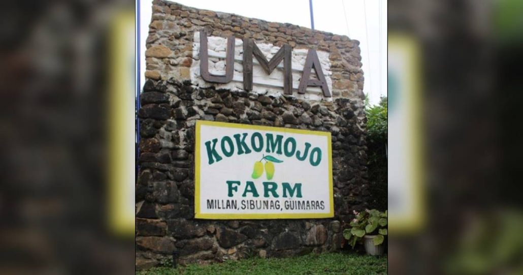 A Taste of Guimaras’ Mango Heritage; UMA by Kokomojo Farm Brings World ...