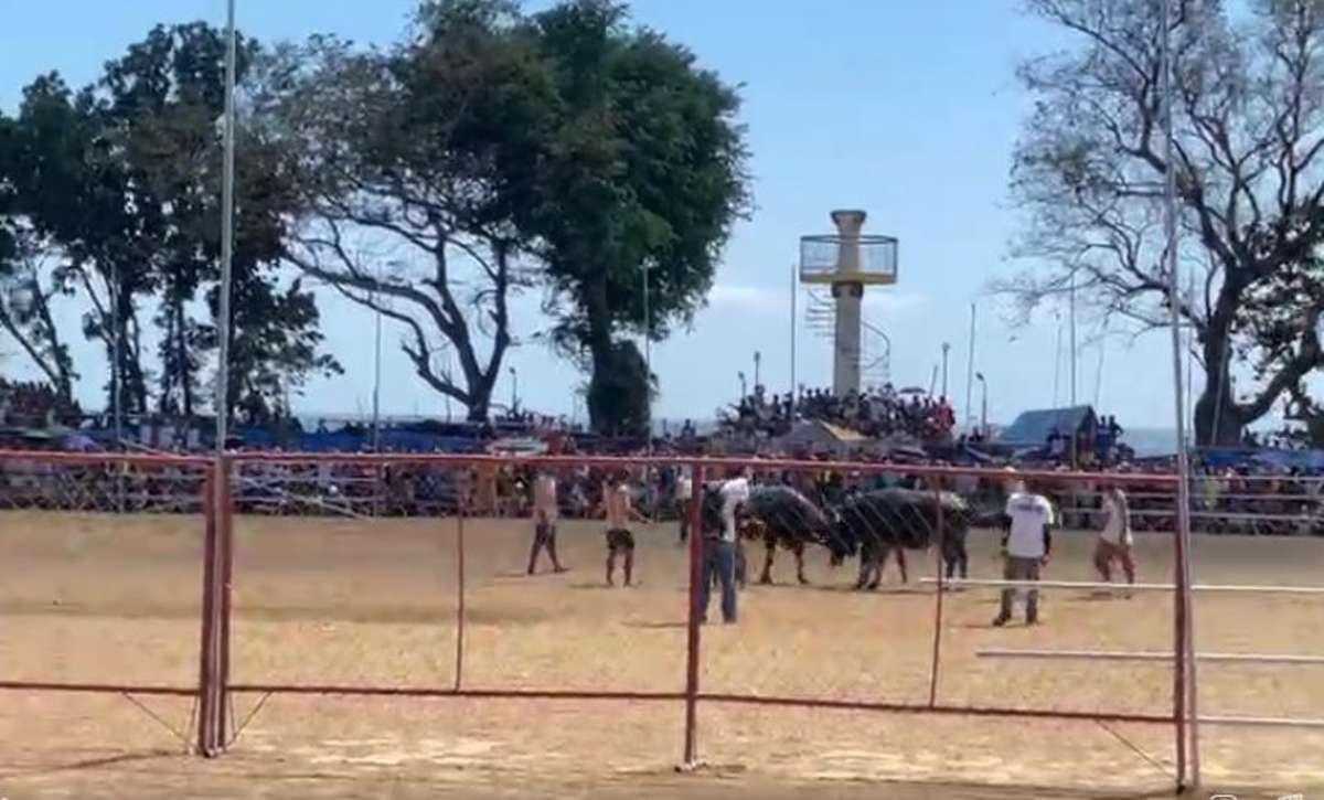 Animal welfare advocates seek end to San Joaquin’s Pasungay Festival