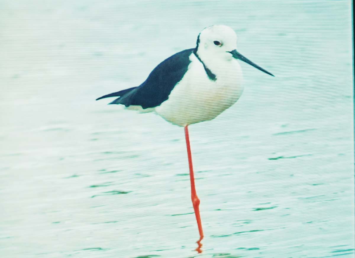 Over 21,000 waterbirds spotted in Capiz wetlands