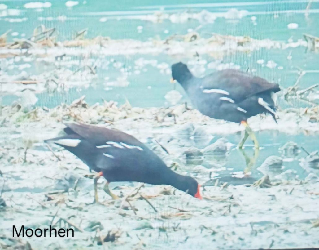 Over 21,000 waterbirds spotted in Capiz wetlands