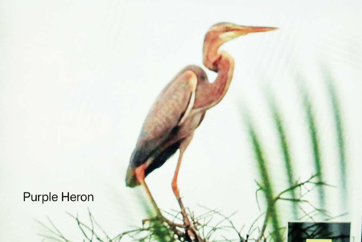 Over 21,000 waterbirds spotted in Capiz wetlands