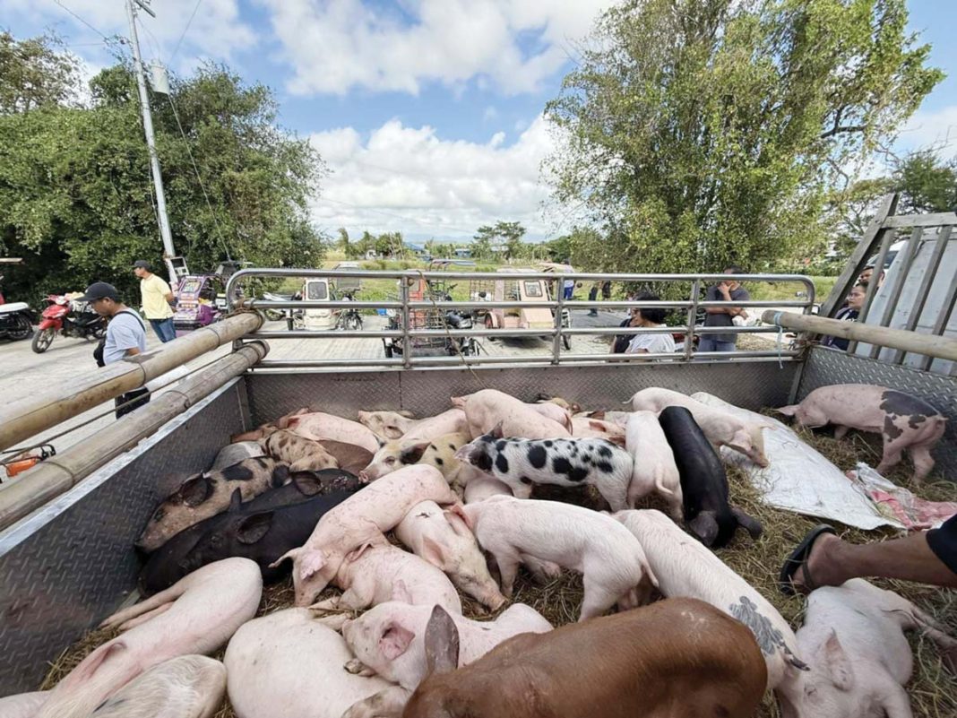 Road to ASF recovery: Iloilo’s swine inventory increases