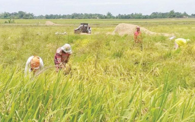 WV’s ‘palay’ production rose by 10.6% in Q4 2024 – PSA