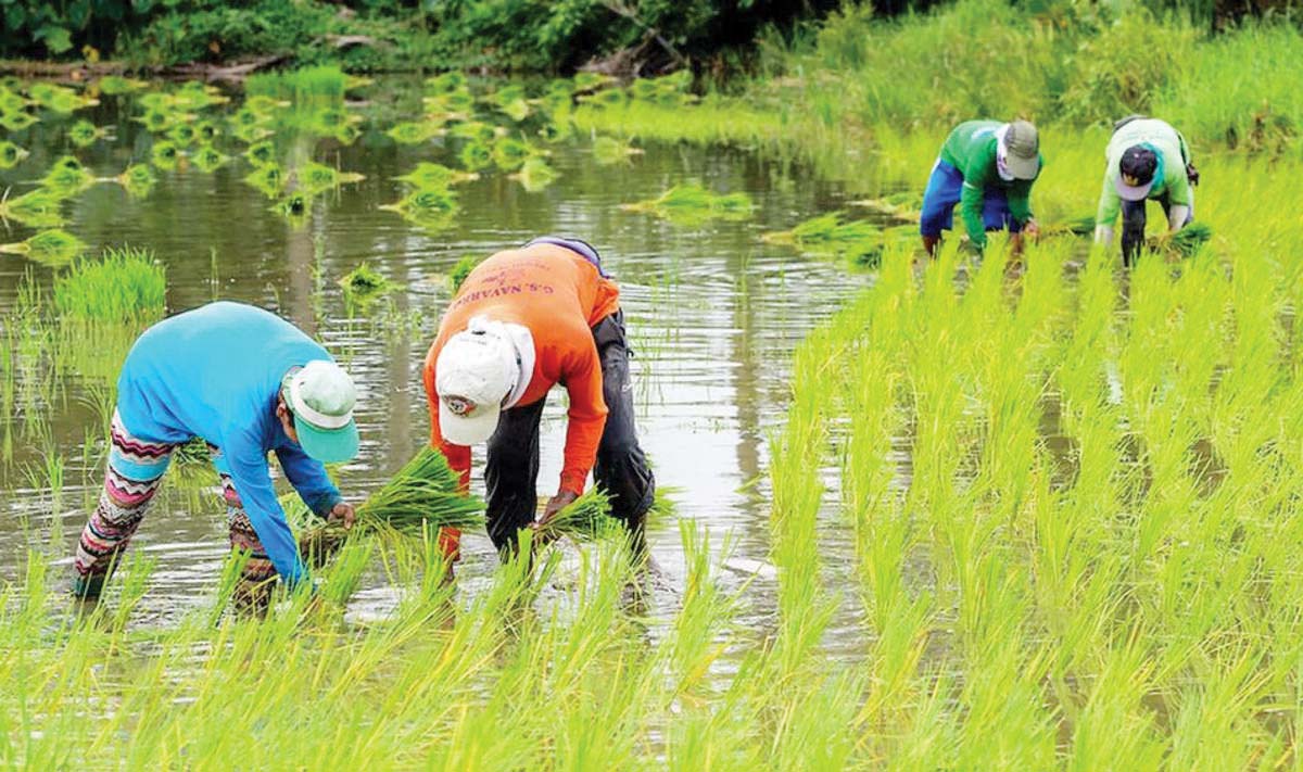Enough water for irrigation, NIA assures as dry season looms
