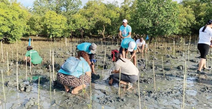 Earth Day marked with mangrove planting to combat coastal erosion ...