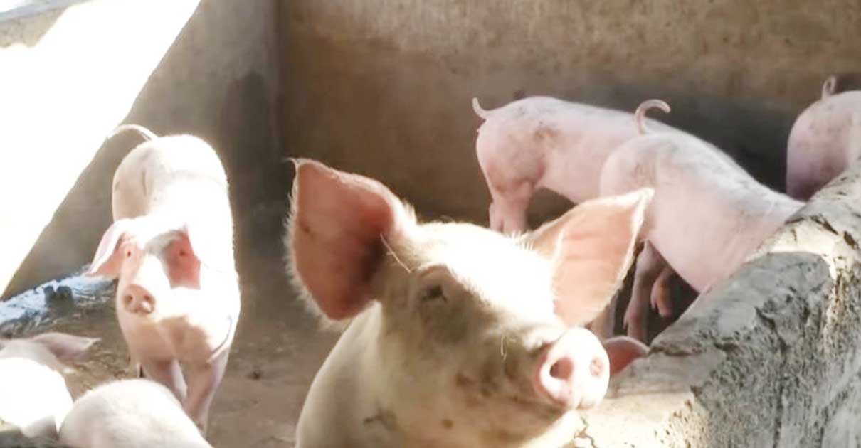 DA: It will take 2-3 years before hog population returns to pre-ASF levels