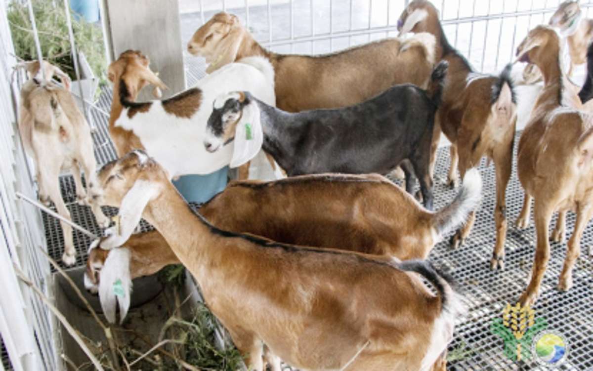 Philippines plans to improve livestock, poultry import rules