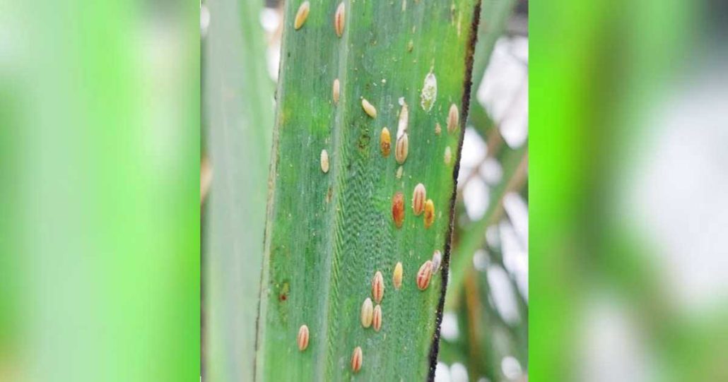 Insect pests attack sugarcane farms in northern NegOcc