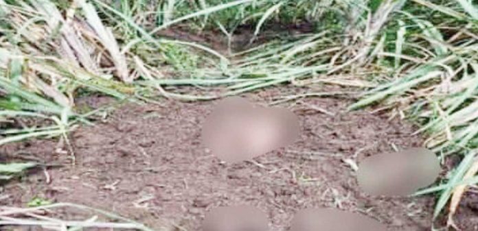 Two Bacolod residents found dead in La Carlota City