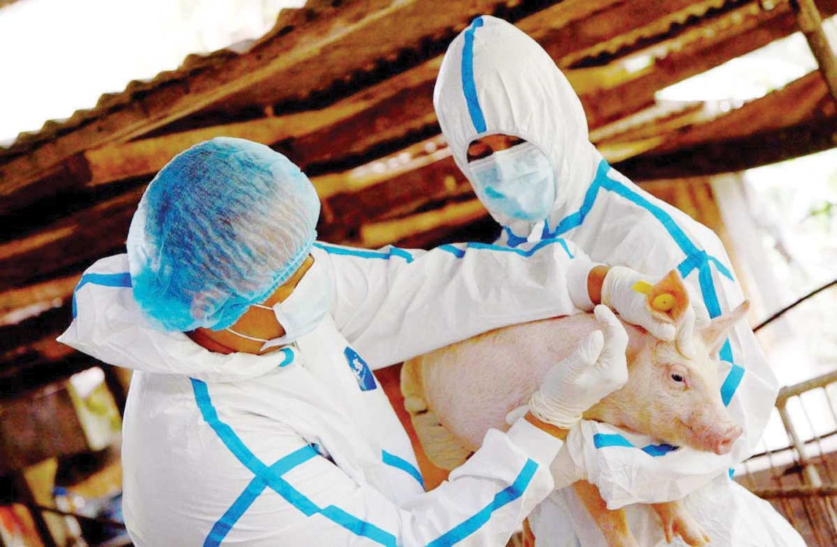 DA sees ASF vaccine released by Q3 2025