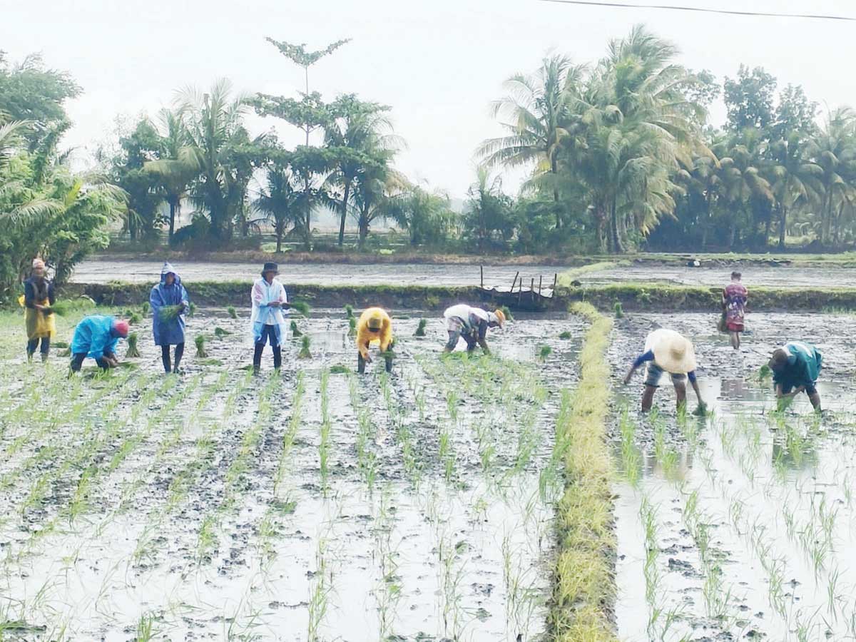 HIGH STAKES IN THE FIELDS: DA mobilizes Western Visayas farmers for ...