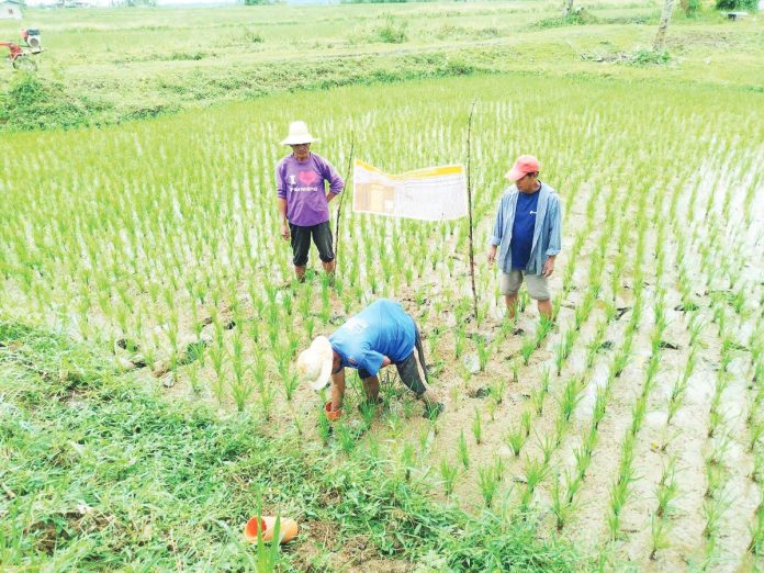 NIA pushes contract farming, climate-smart irrigation to future-proof ...