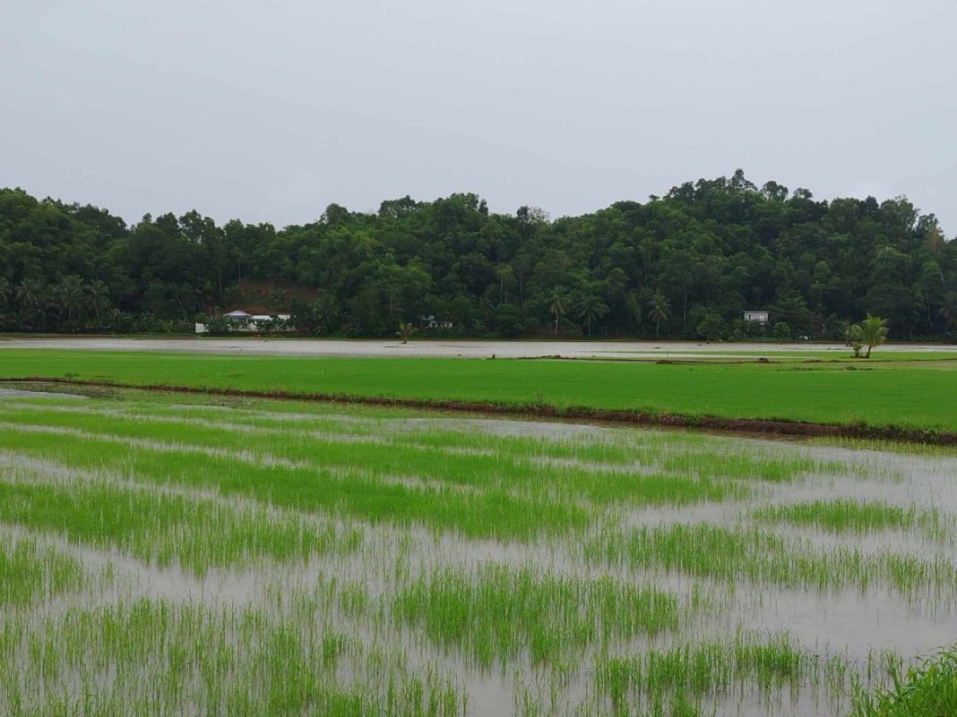 HEAVY RAINS THREATEN WV CROPS: Immediate harvesting, flood-proofing ...
