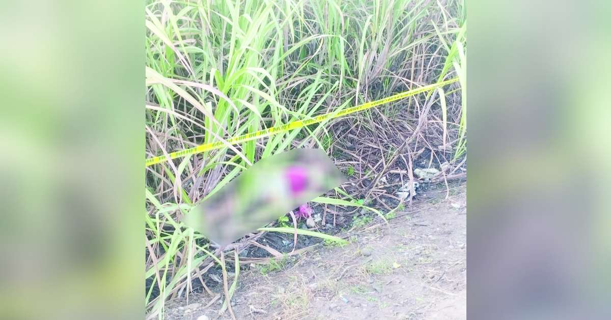 Student found dead in Murcia sugarcane field