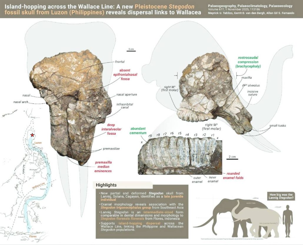 Skull of extinct elephant relative found in Cagayan
