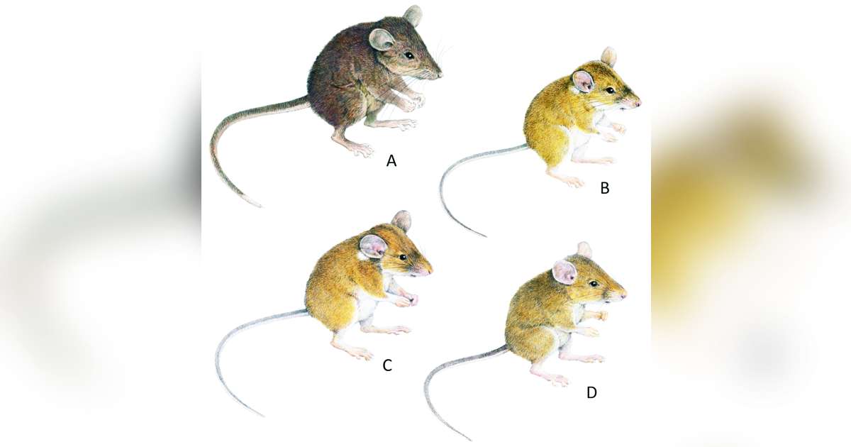 UP biologists help discover new forest mice species in Mindoro